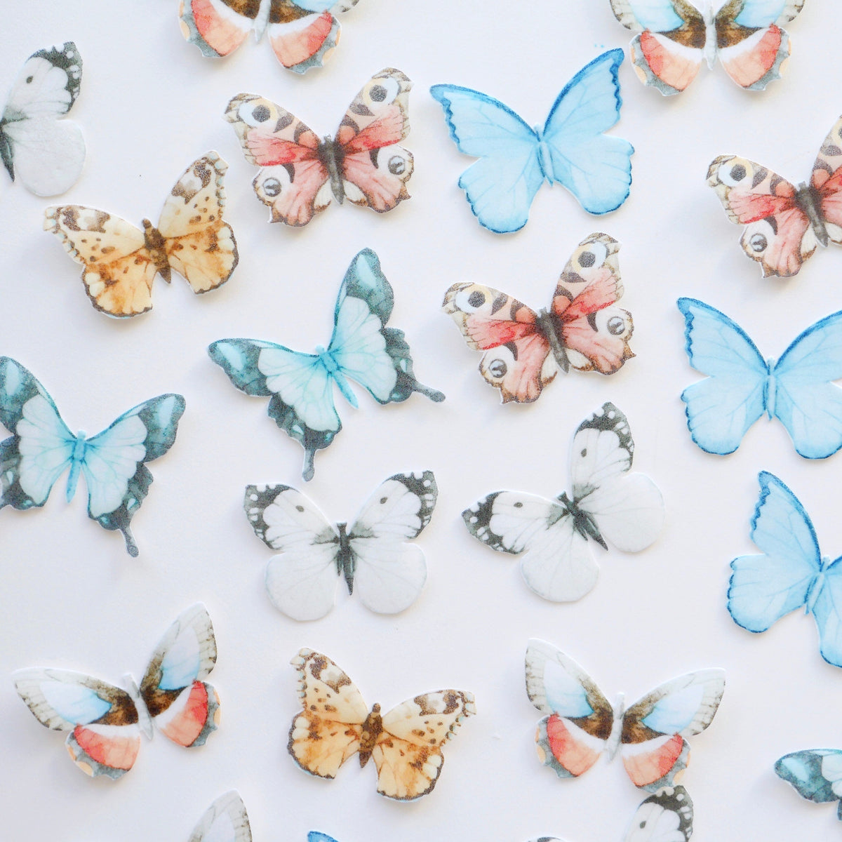 Edible Pre-Cut Wafer Butterfly - Light Blue and White – Flour N Butter ...